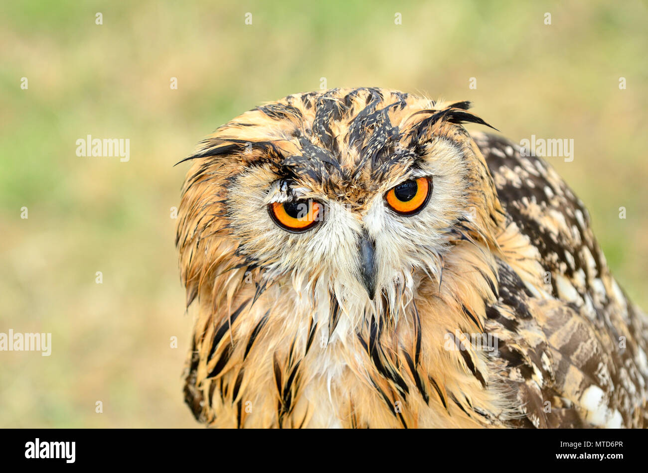 Indian head rock hi-res stock photography and images - Alamy