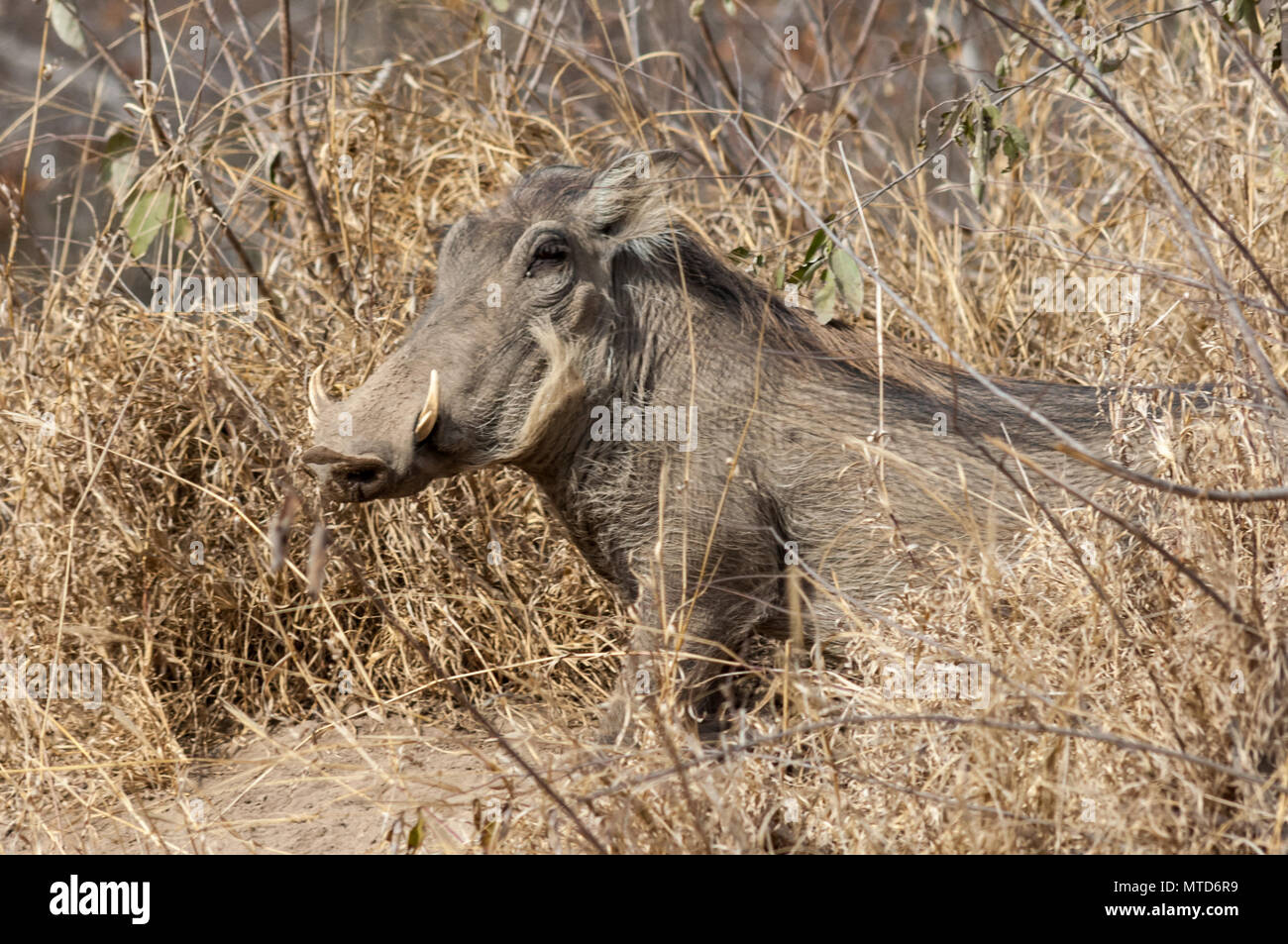 A Warthog emerging from its burrow at Sabi Sands game reserve Stock ...