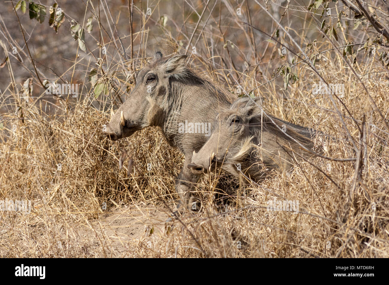 A pair of female warthogs emerging from their burrow at Sabi Sands game ...