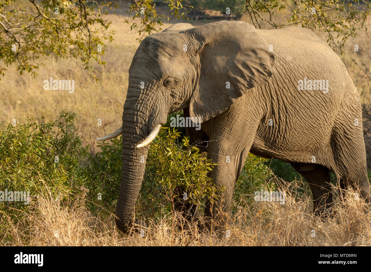 Large bull elephant in the bush at Sabi Sands Game Reserve Stock Photo ...
