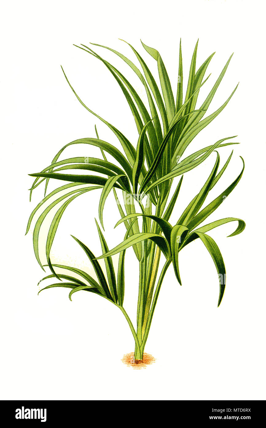 Howea belmoreana, Curly palm, kentia palm, Belmore sentry palm, digital ...