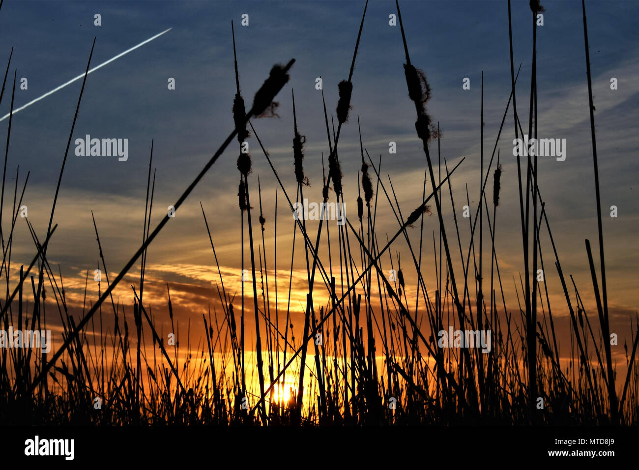 upward angled view of cattails in the evening sky Stock Photo - Alamy