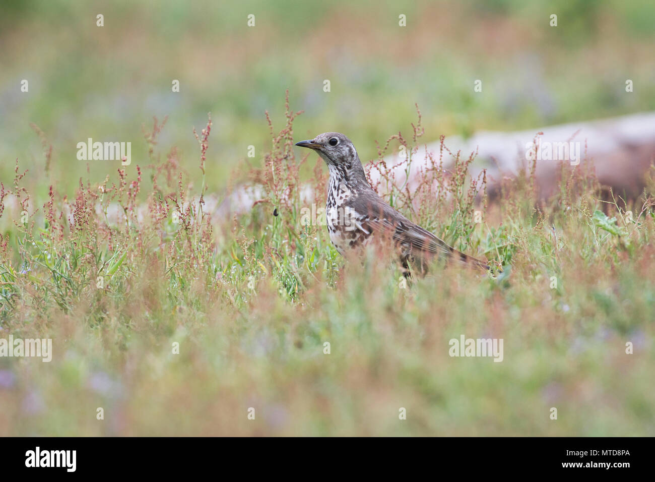 A missel thrush hi-res stock photography and images - Alamy