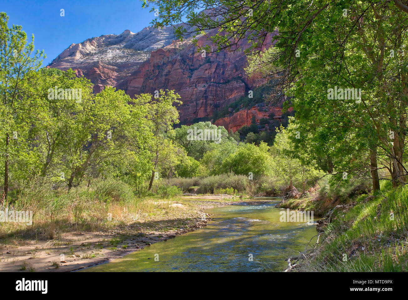 Rambling Virgin River winds its way through Zion National Park Stock ...