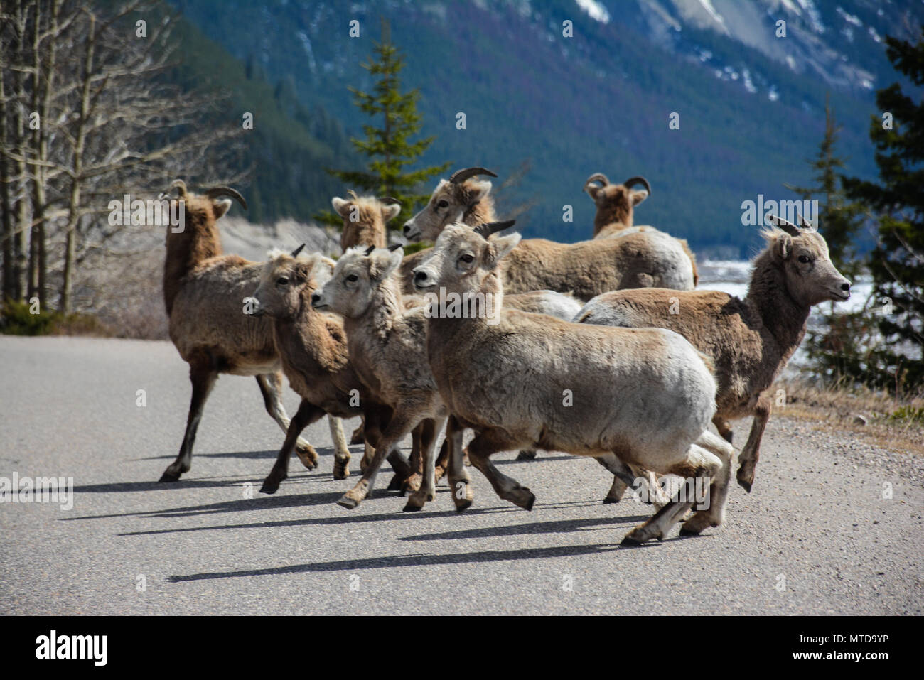 Billy goat mountains hi-res stock photography and images - Alamy