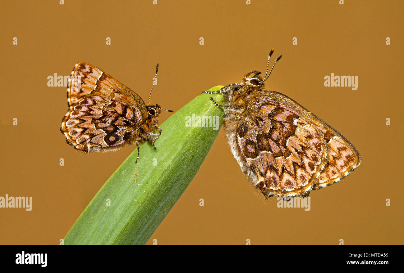 Elfin butterfly hi-res stock photography and images - Alamy