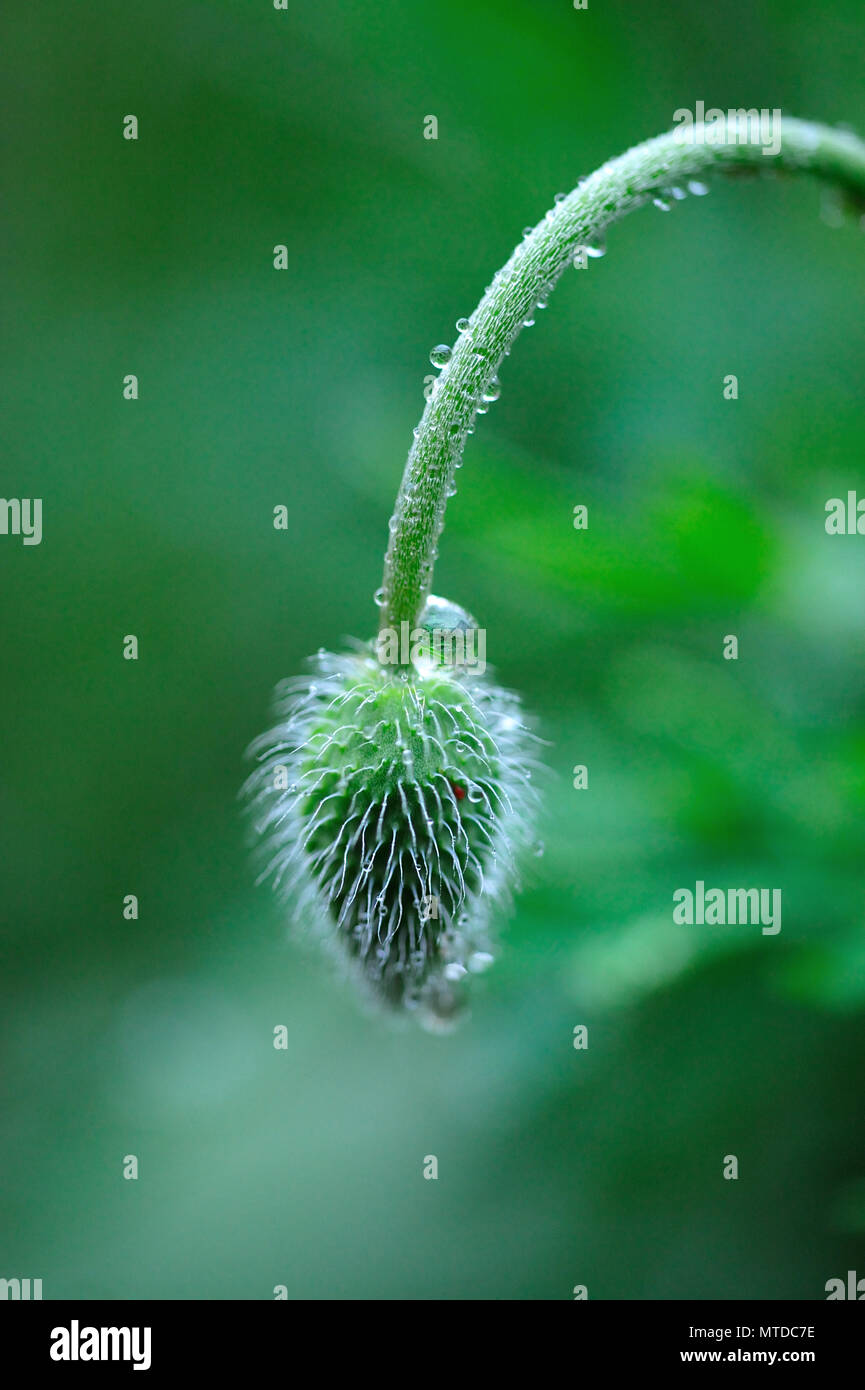 Drooping poppy hi-res stock photography and images - Alamy