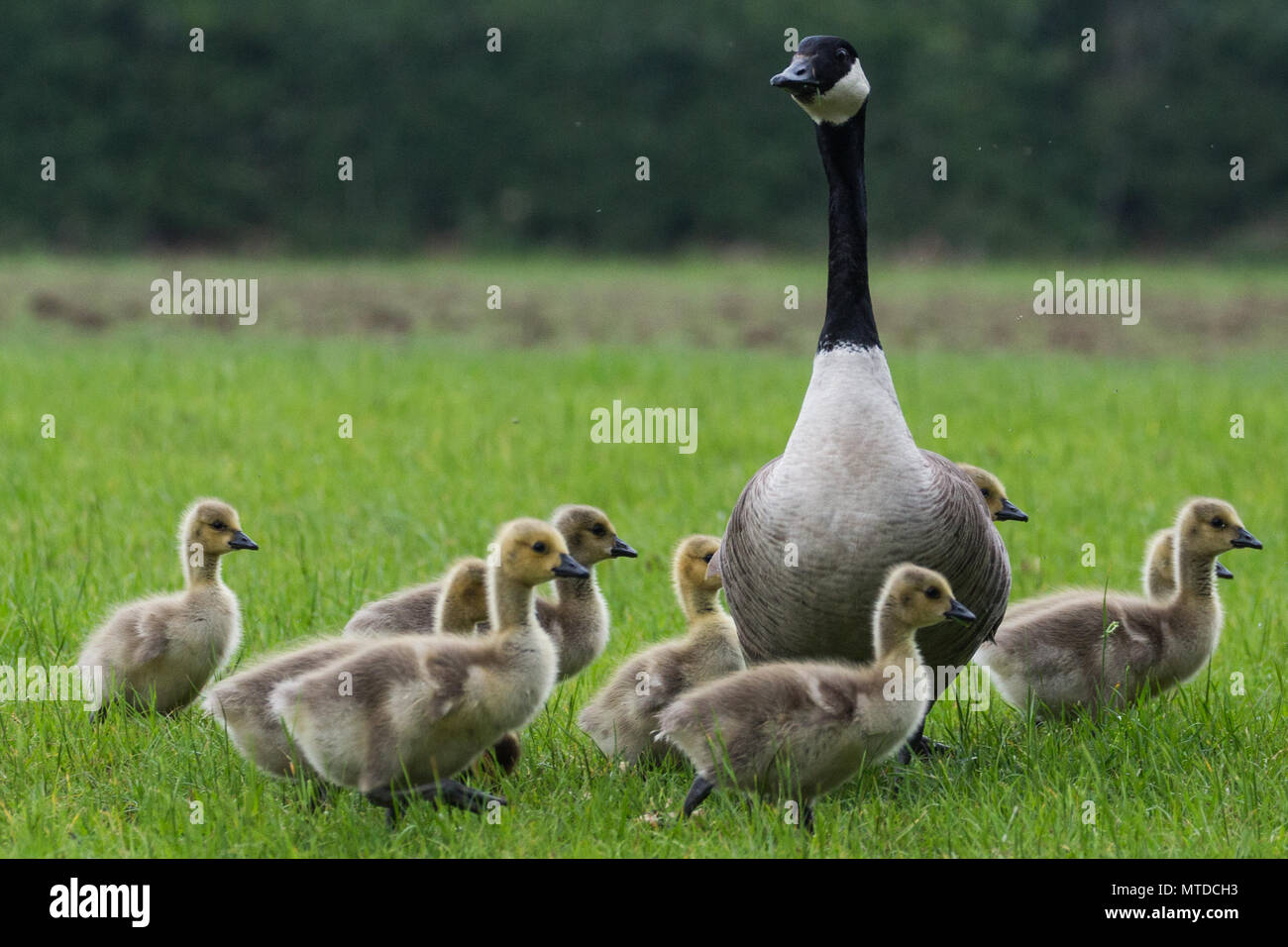 Windsor, UK. 29th May, 2018. A Canada Goose (Branta canadensis) and ...