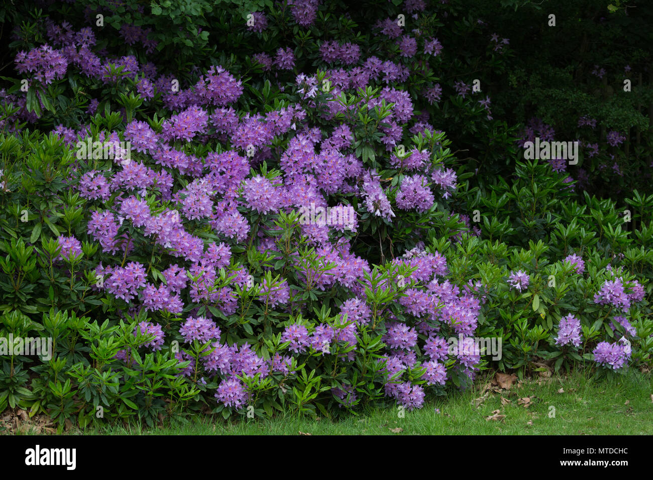 Windsor, UK. 29th May, 2018. Rhododenron ponticum in flower in Windsor ...
