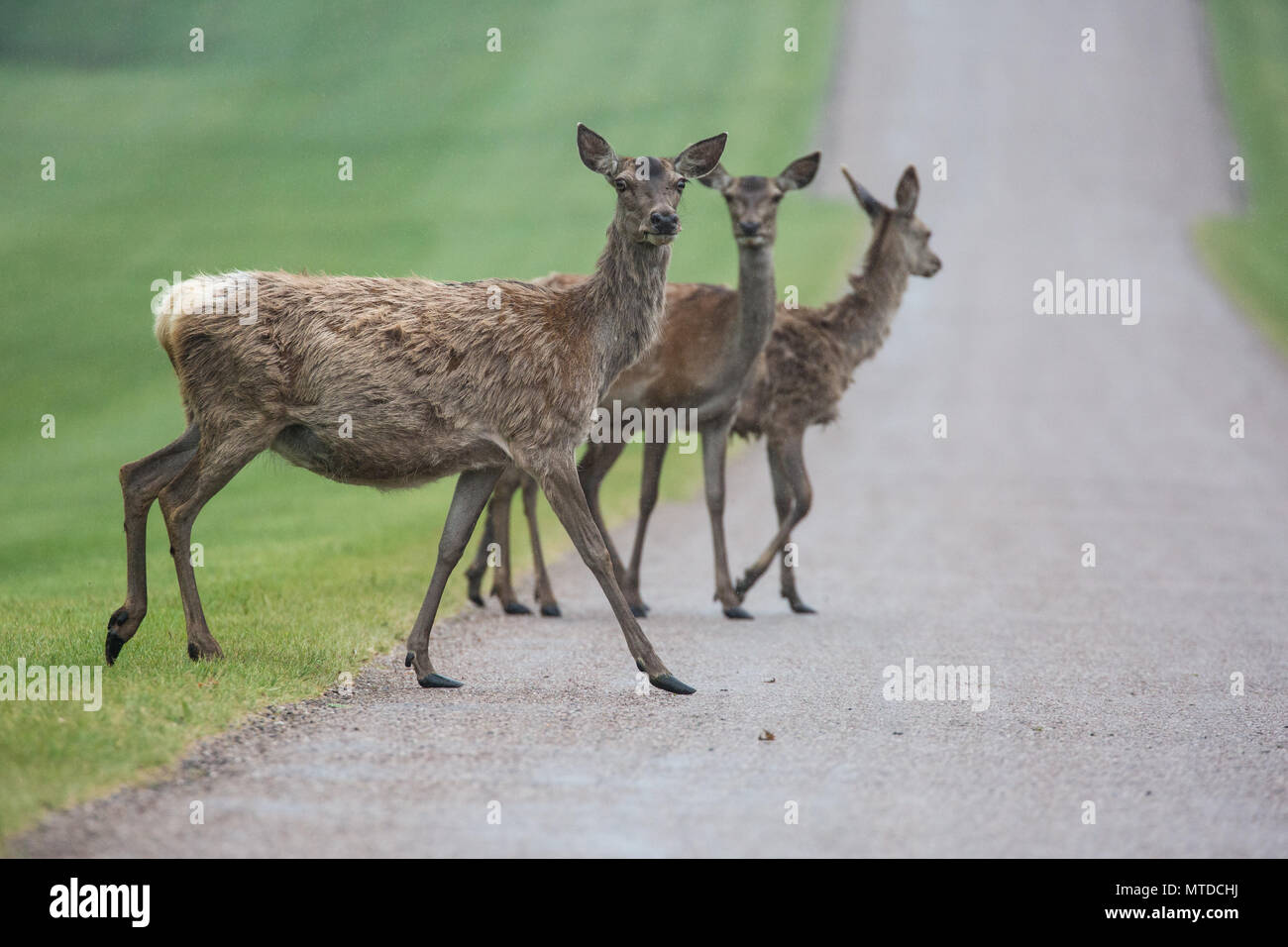 Windsor, UK. 29th May, 2018. Red hinds cross the Long Walk in Windsor ...