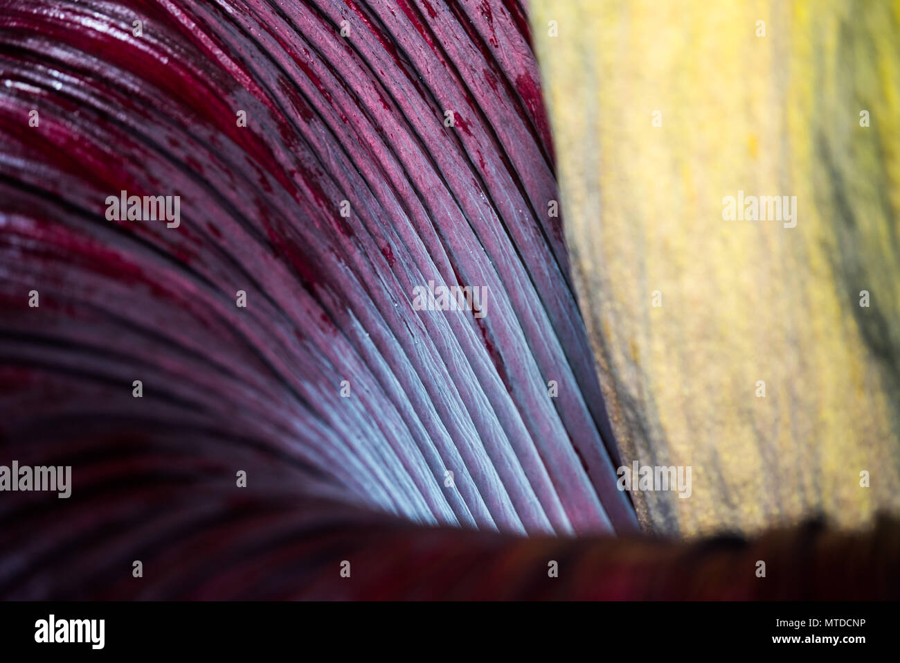 Ecological botanical garden university of bayreuth hi-res stock ...