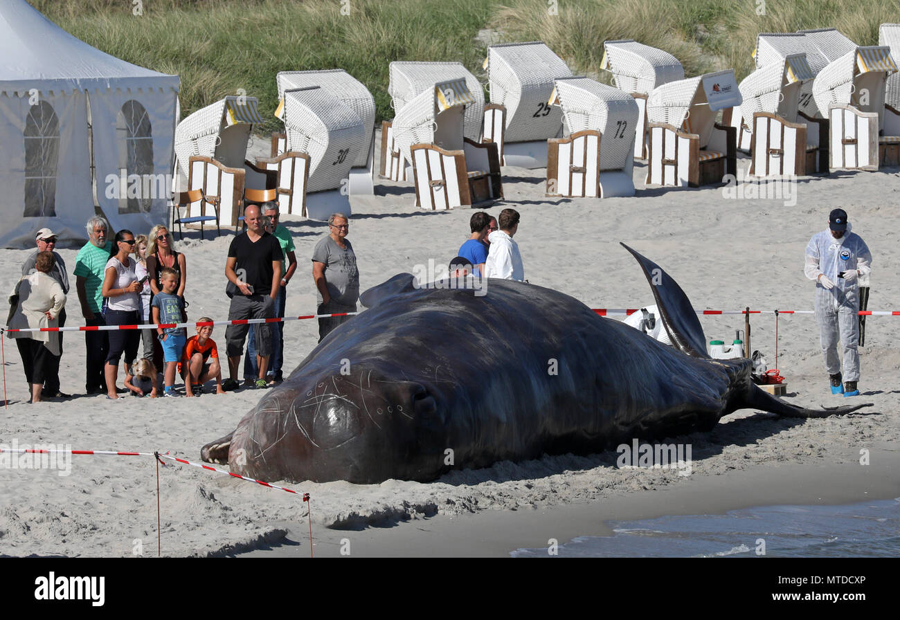 Beached Whale Rescue