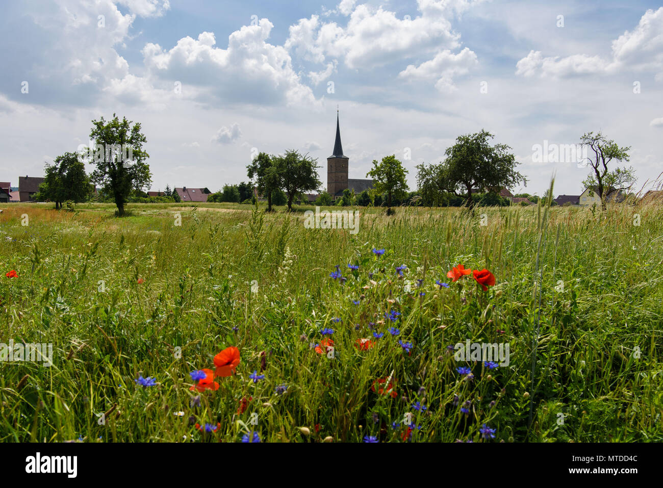 29 May 2018, Germany, Ebing: Blue and red poppes are on a field while ...