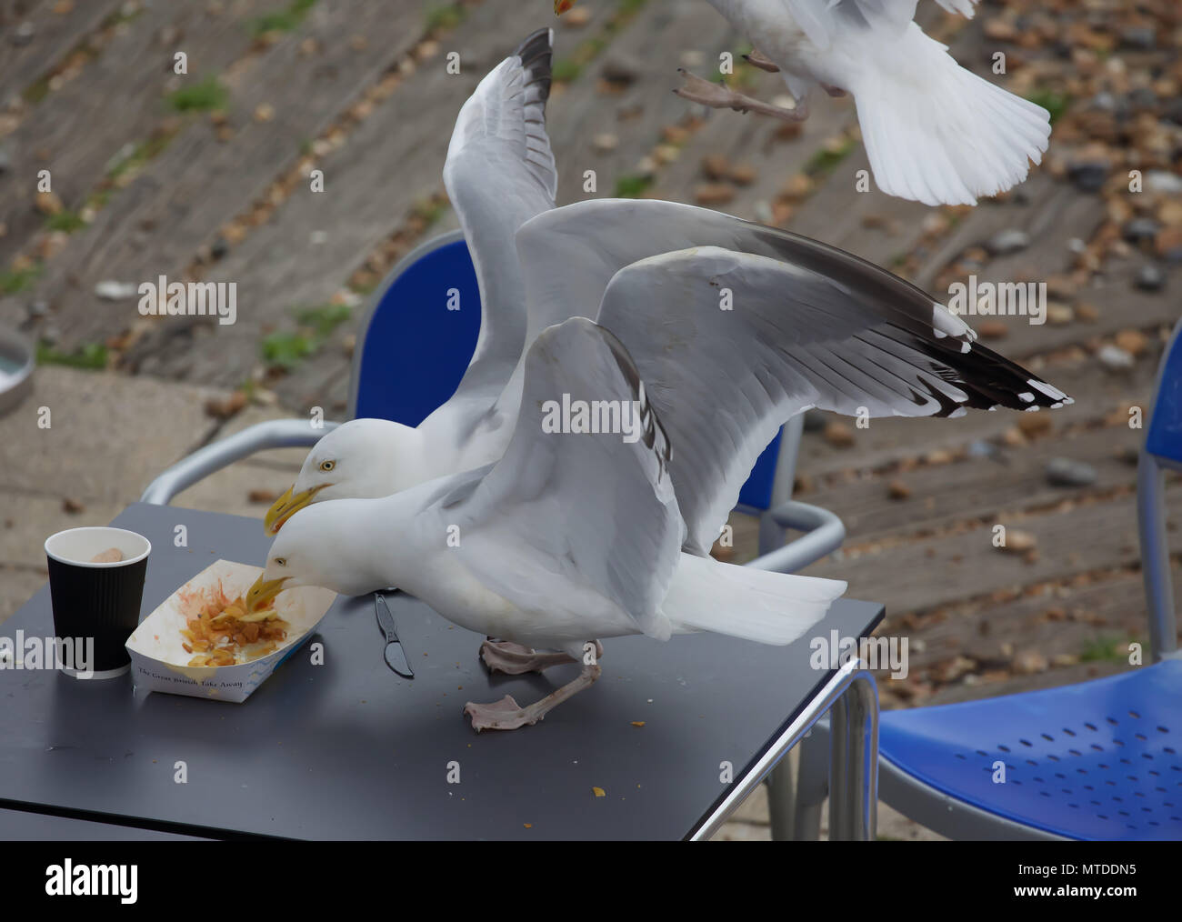 Seagull stealing food hi-res stock photography and images - Alamy