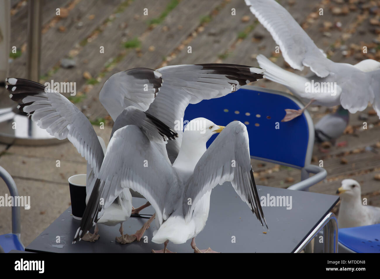 Bird stealing chip hi-res stock photography and images - Alamy