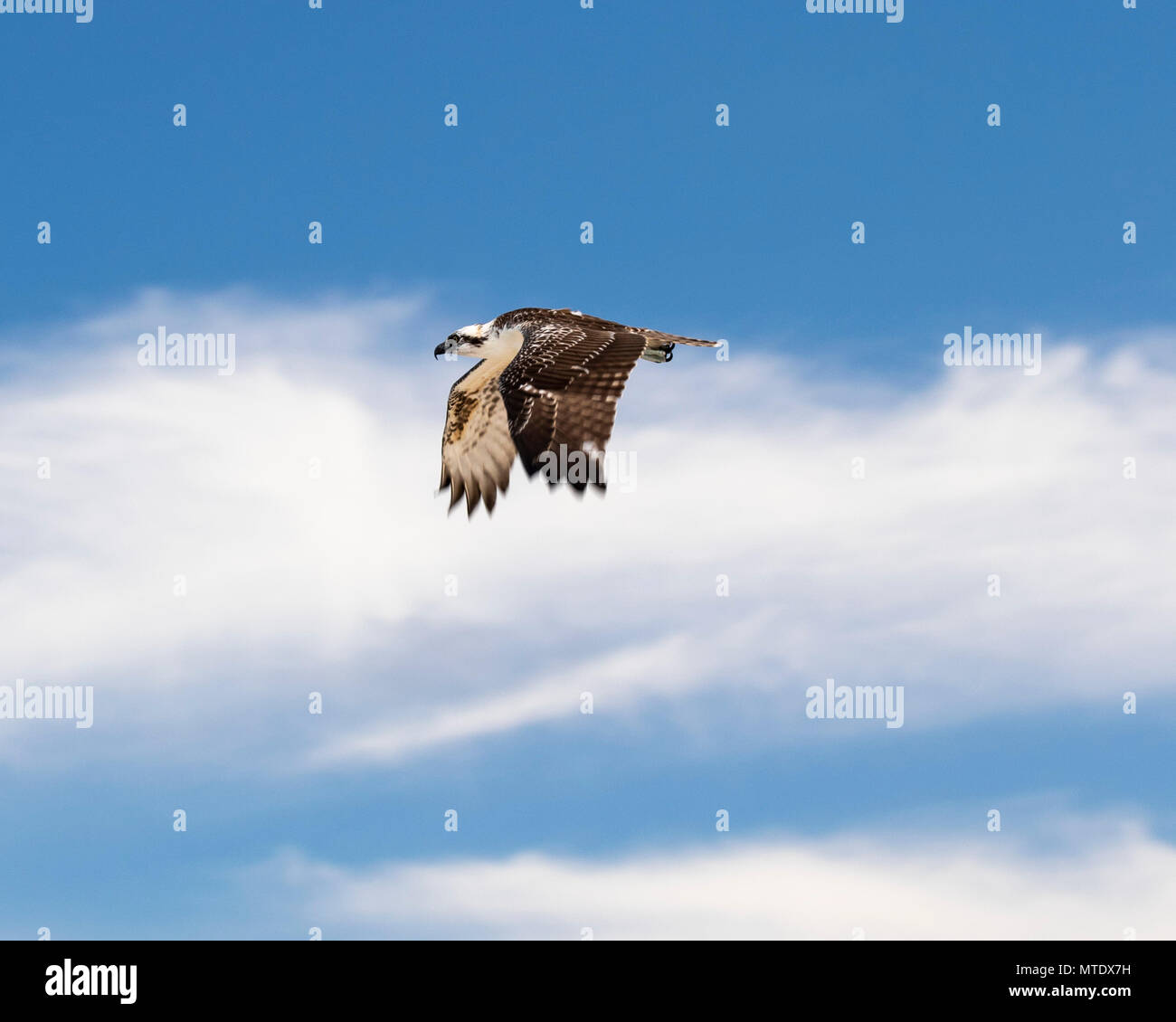 Osprey in flight hunting Stock Photo - Alamy