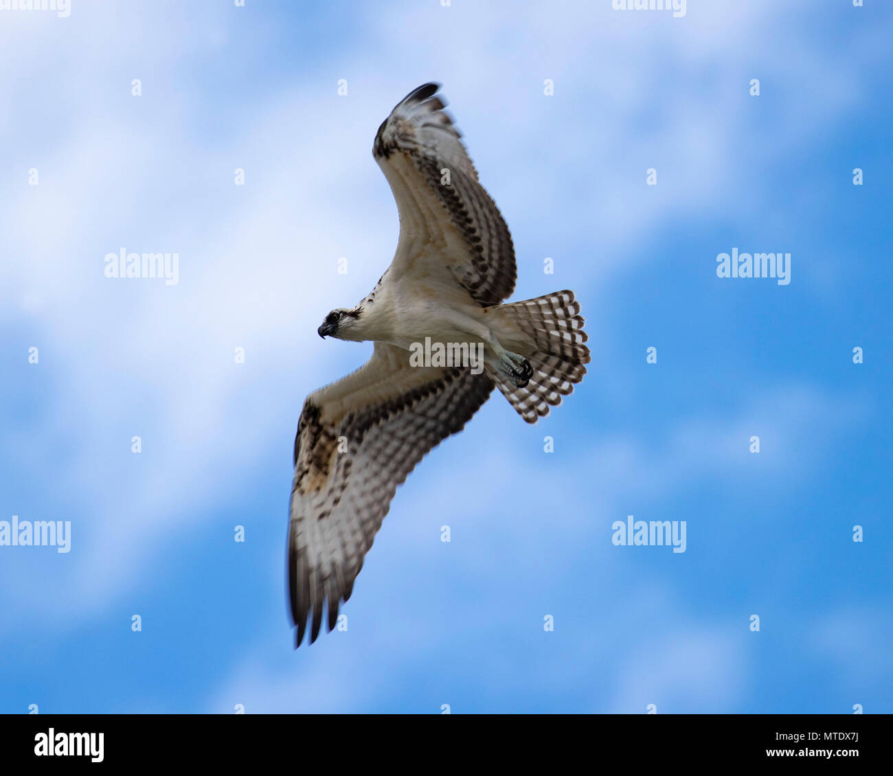 Osprey hunting in flight Stock Photo - Alamy