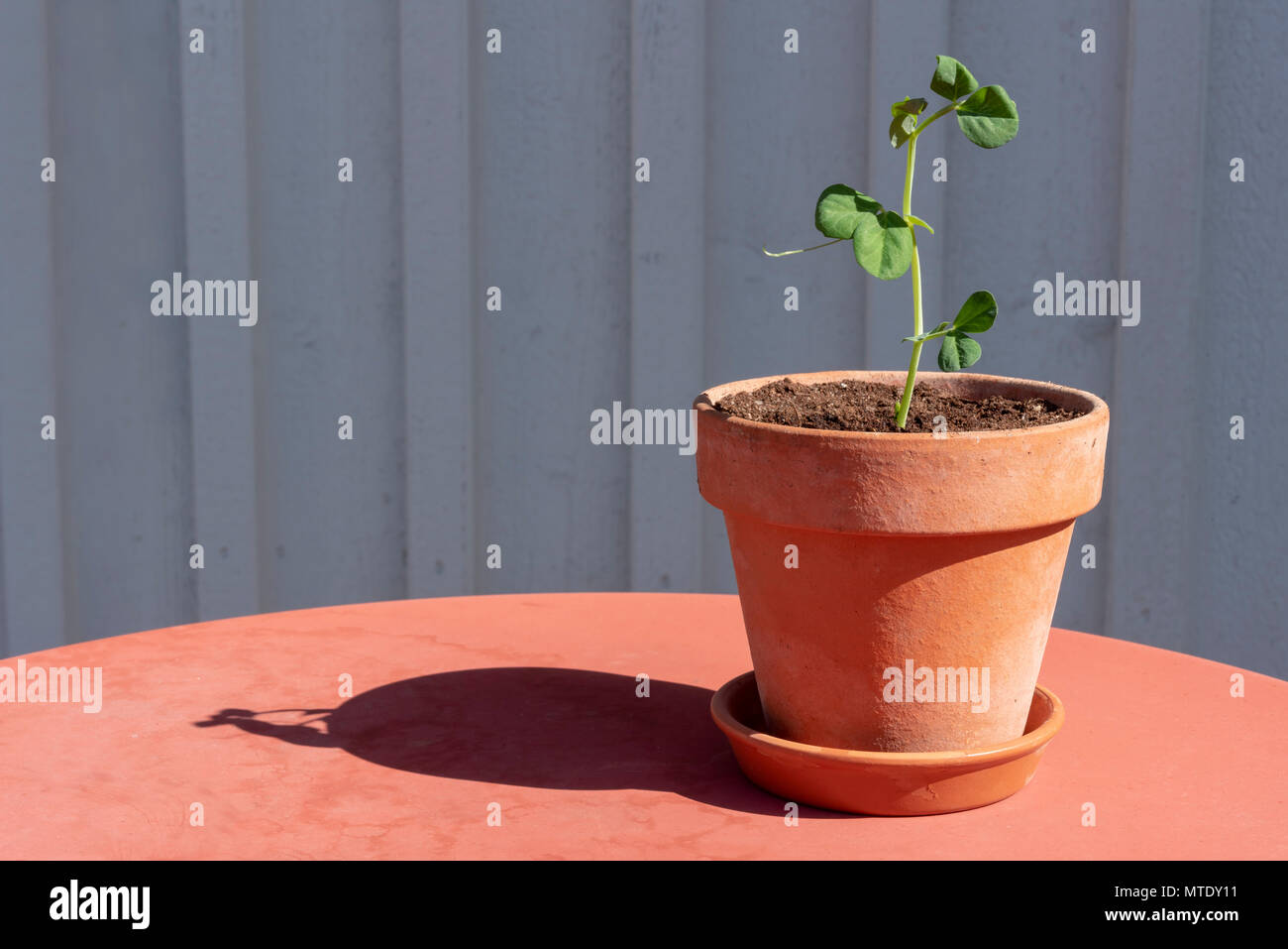Growing plant in pot Stock Photo - Alamy