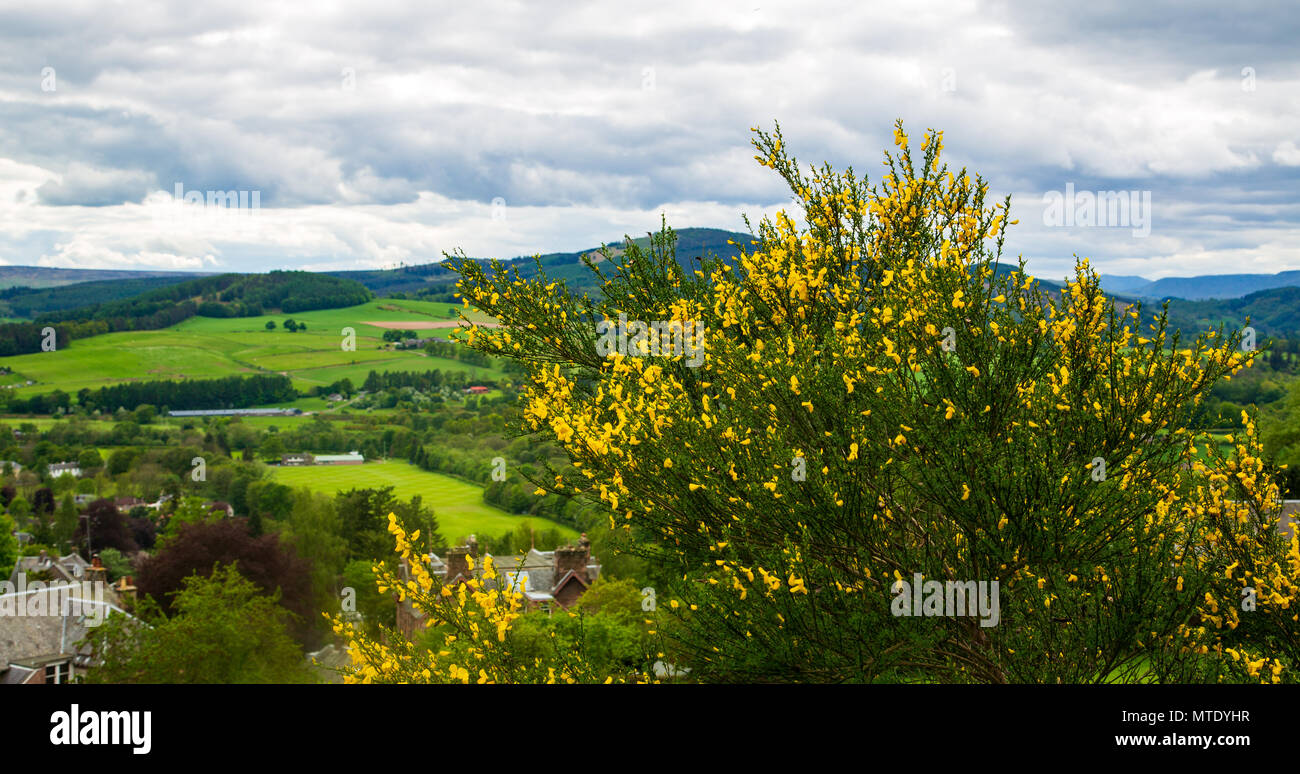 Scotch broom in Perth shire landscape Stock Photo - Alamy