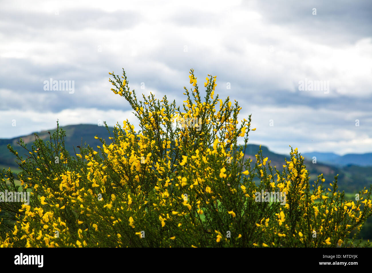 Scotch broom in Perth shire landscape Stock Photo - Alamy