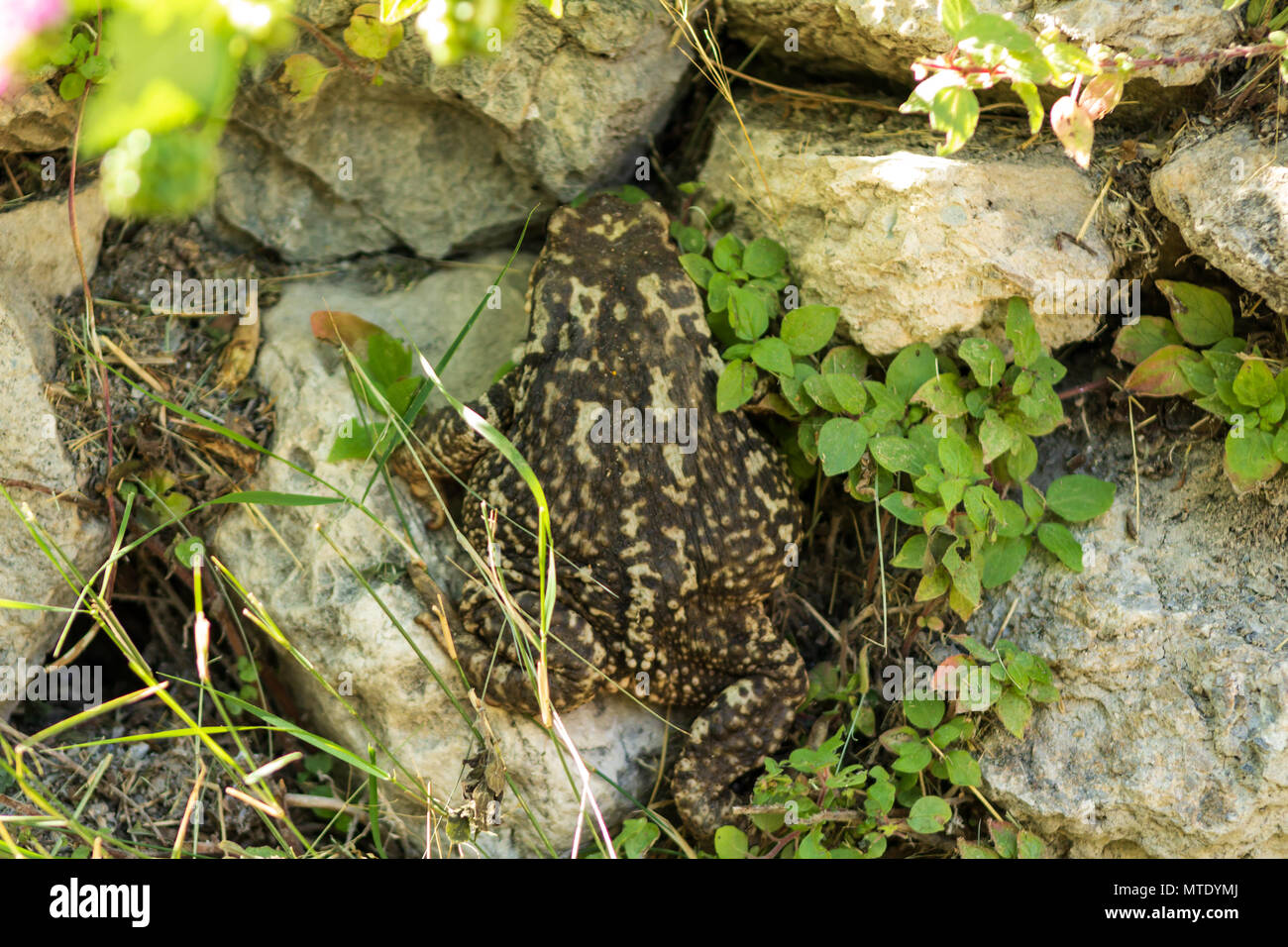 Bufo spinosus, spiny toad, European toad Stock Photo - Alamy