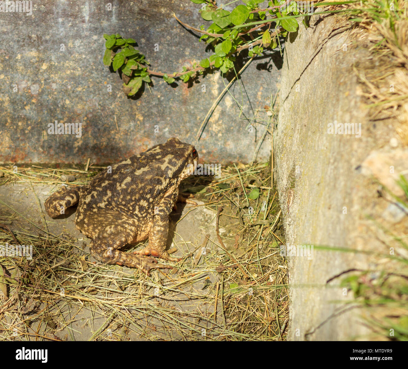 Bufo spinosus, spiny toad, European toad Stock Photo - Alamy
