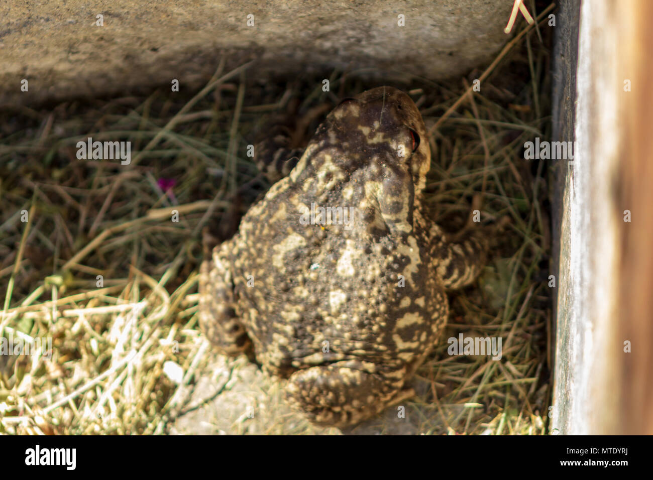 Bufo spinosus, spiny toad, European toad Stock Photo - Alamy