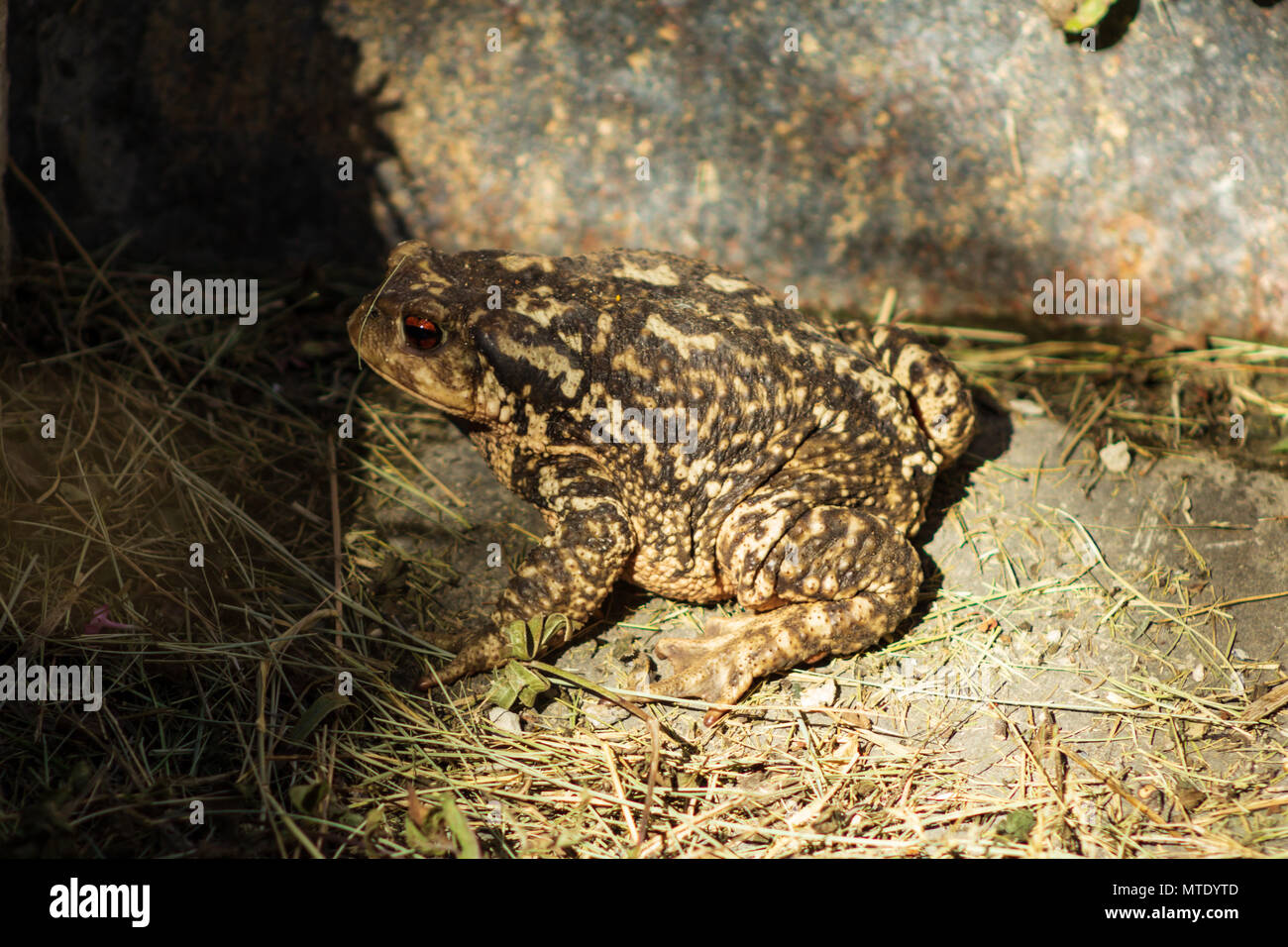 Bufo spinosus, spiny toad, European toad Stock Photo - Alamy