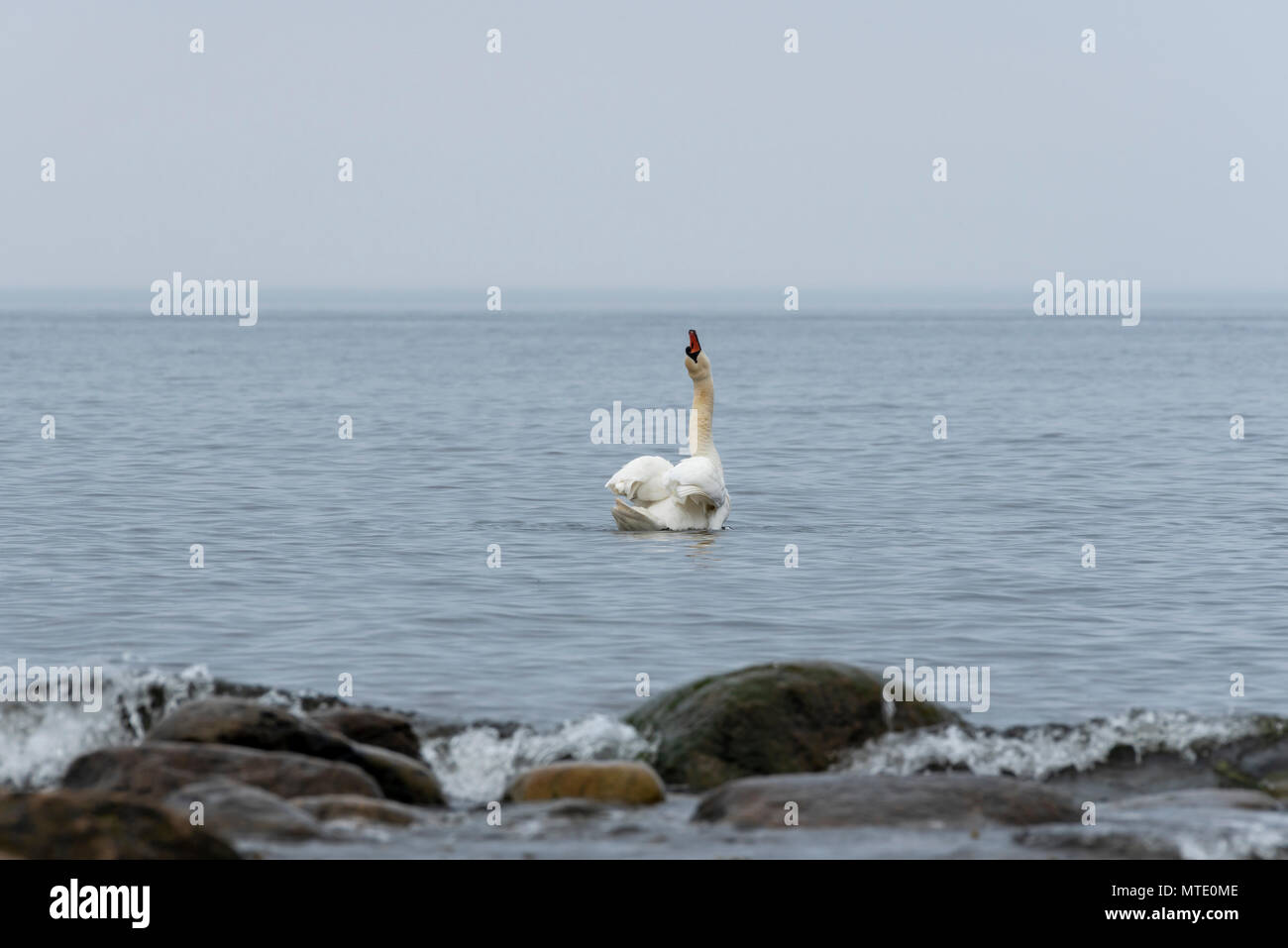 A single swan stretching his neck Stock Photo - Alamy