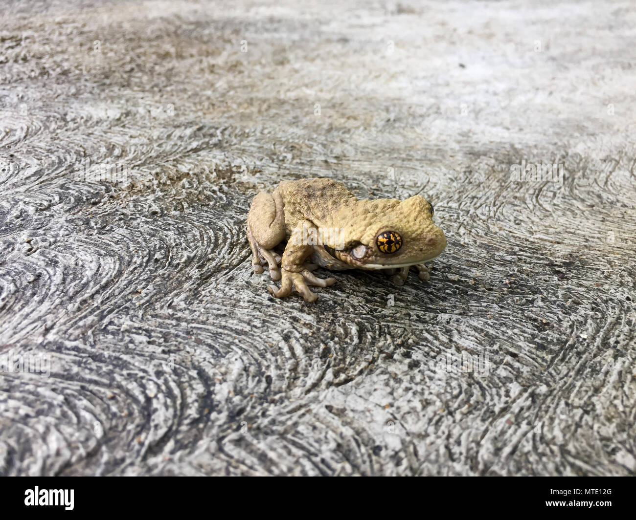 Psychedelic toad with yellow and black eyes resting on a cement slab on ...
