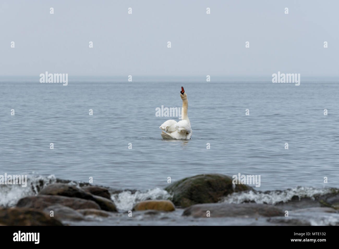 A single swan stretching his neck Stock Photo - Alamy