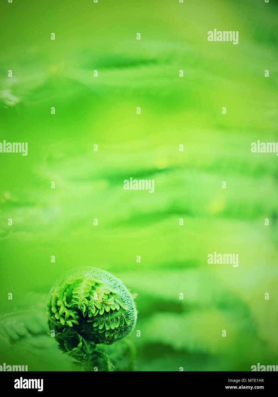 Fresh fern leaf, unrolling a young frond at a botanical garden ...