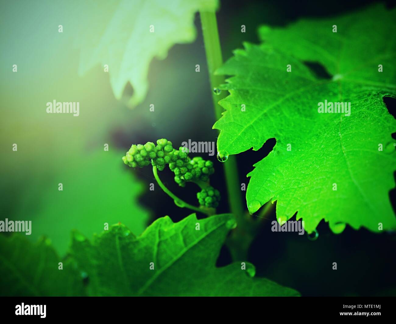 Grape leaf with dew drops.Vine leaf, water drop. Beautiful drops of ...