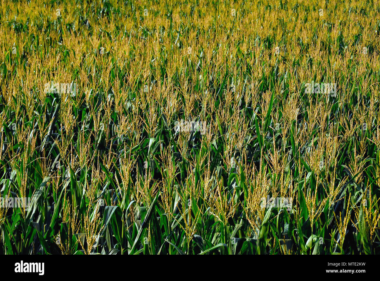 Maïs corn hi-res stock photography and images - Alamy