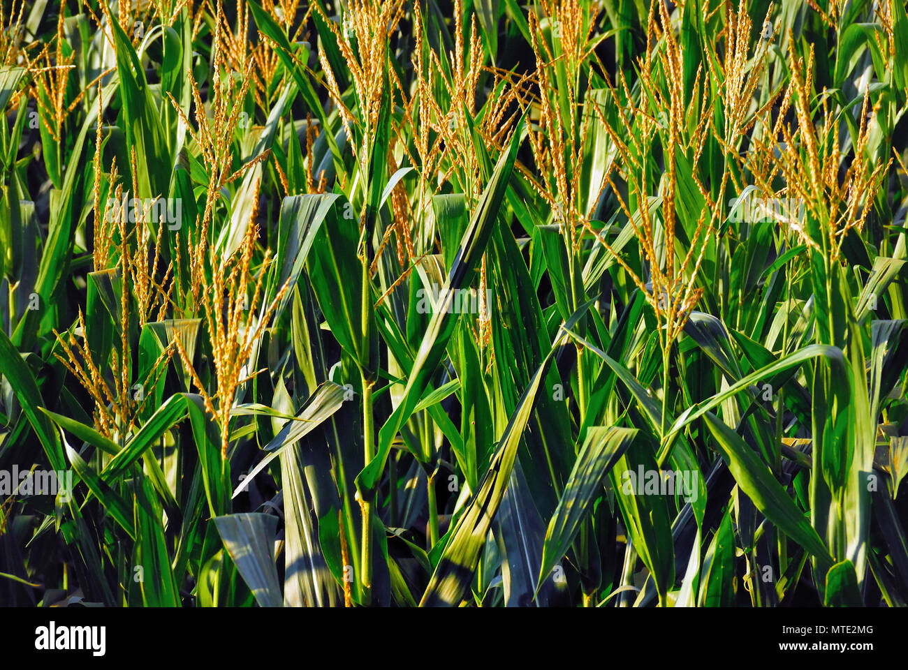 Maïs corn hi-res stock photography and images - Alamy