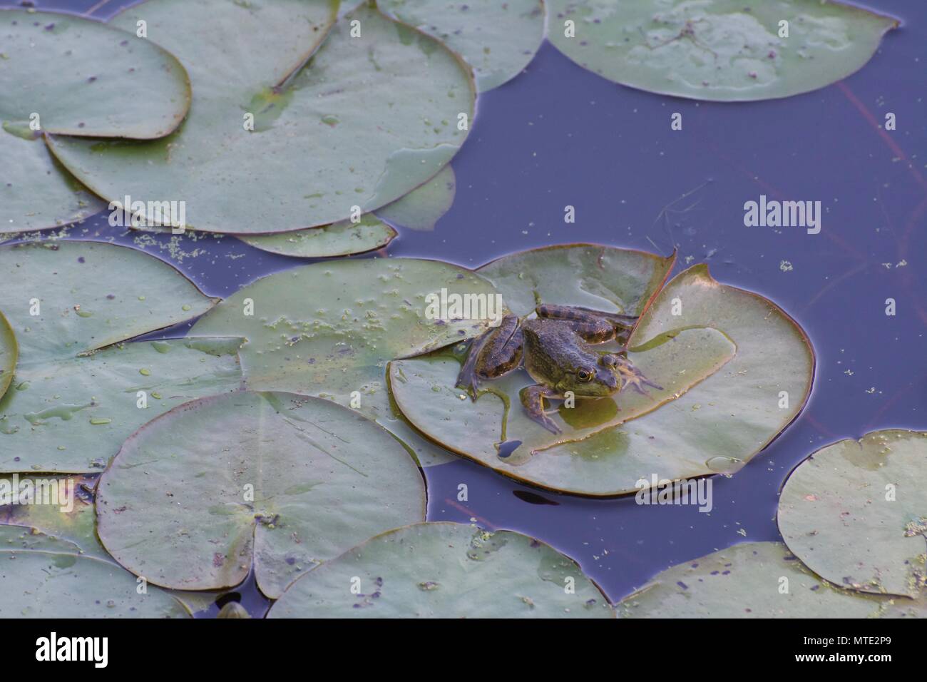Single frog hi-res stock photography and images - Alamy