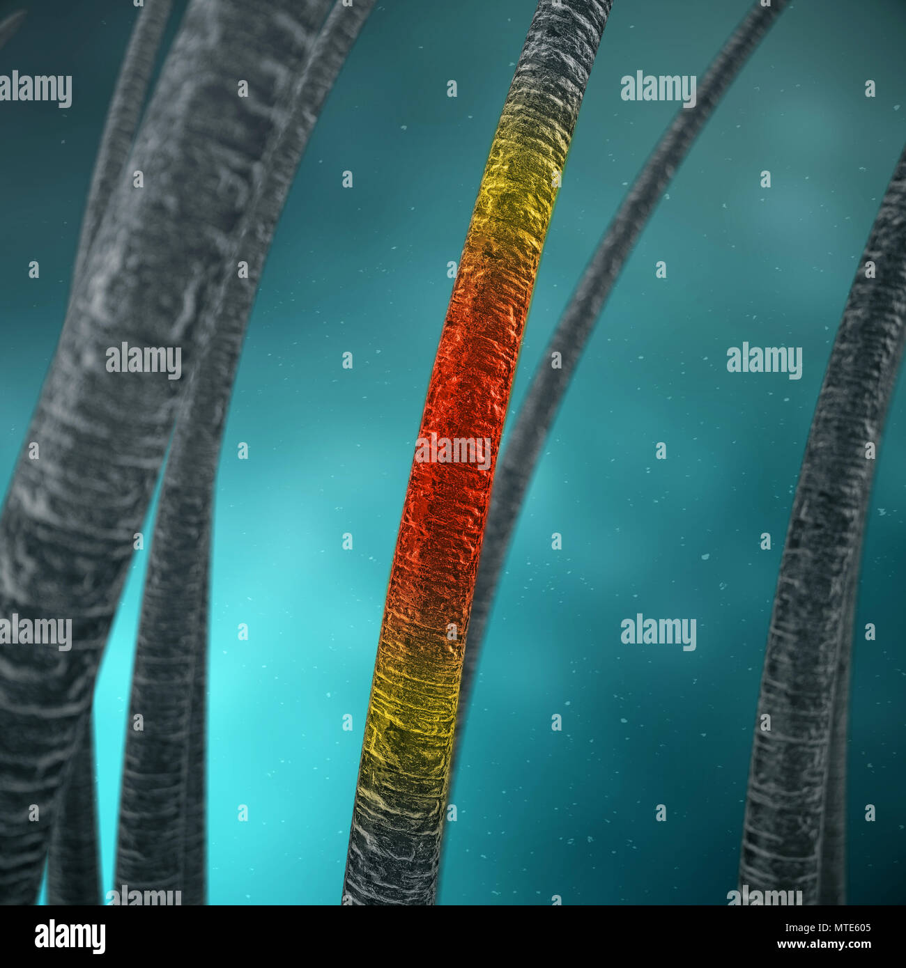 Hair root cell 3d hi-res stock photography and images - Alamy