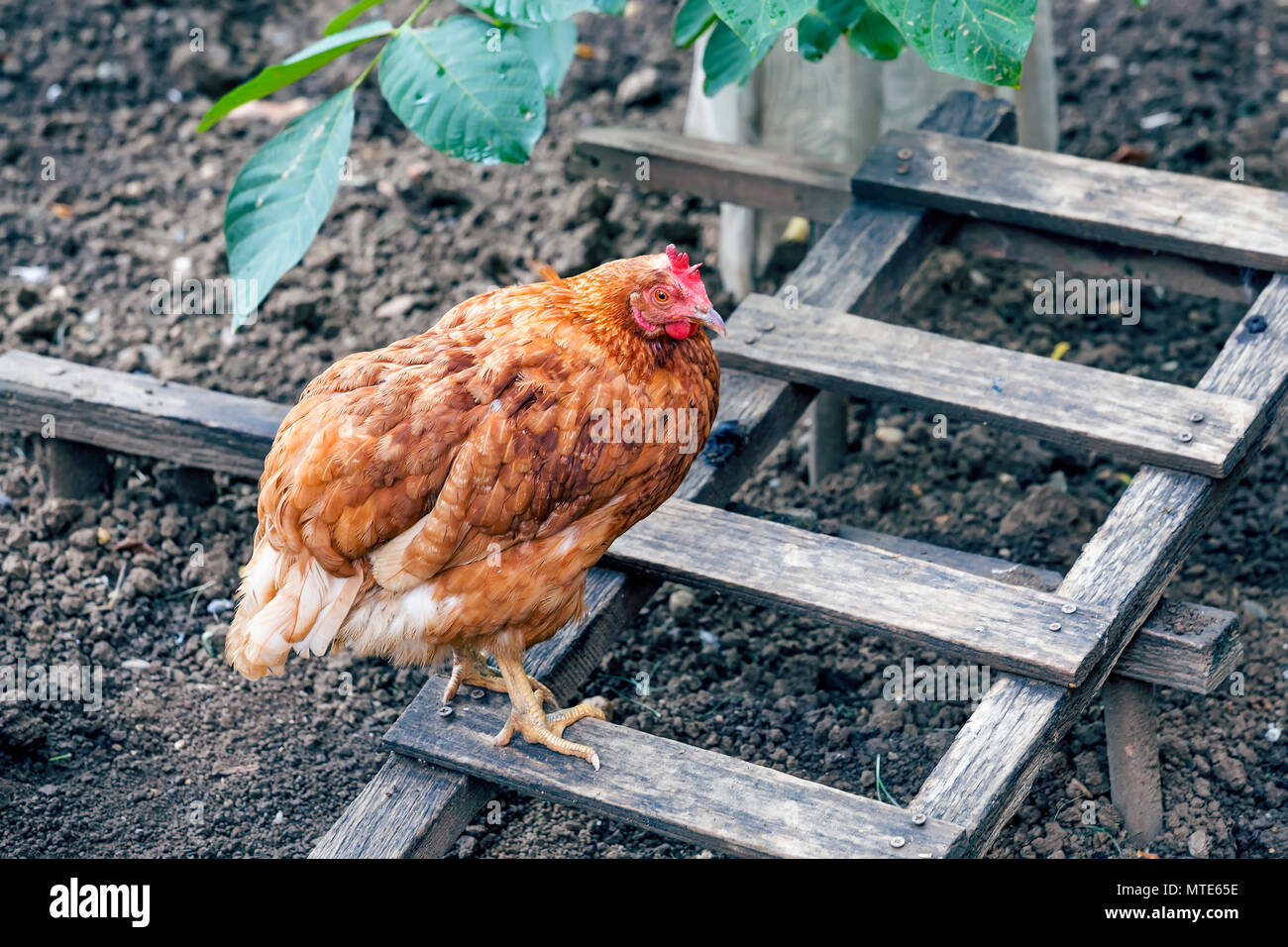 Chicken posing outdoor in a hen house Stock Photo - Alamy