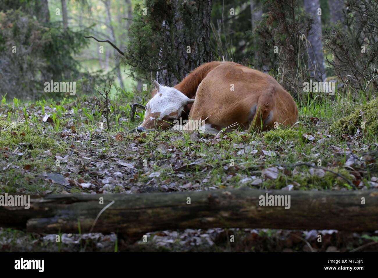 Calf resting on a forest pasture in Finland Stock Photo - Alamy