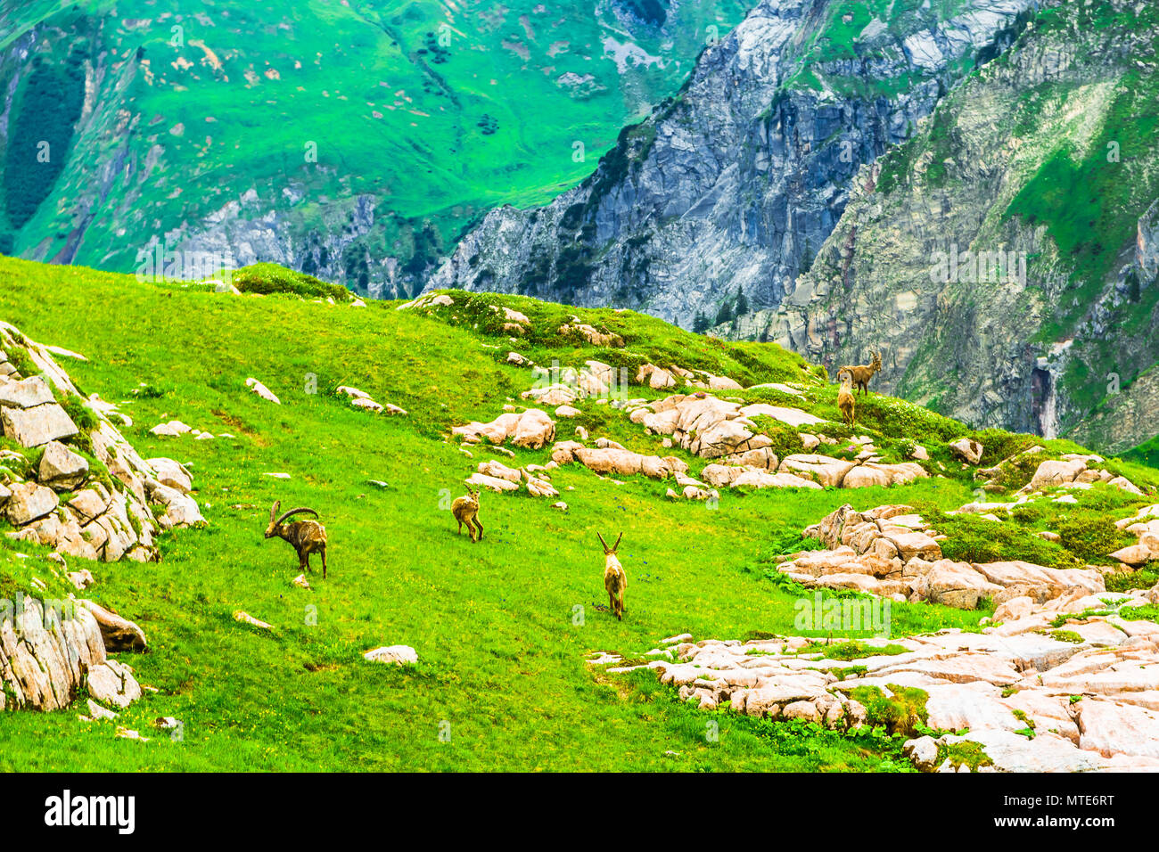 Mammal mountain national park tree ibex hi-res stock photography and ...