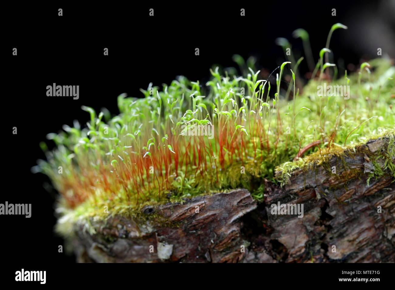 Ceratodon moss hi-res stock photography and images - Alamy