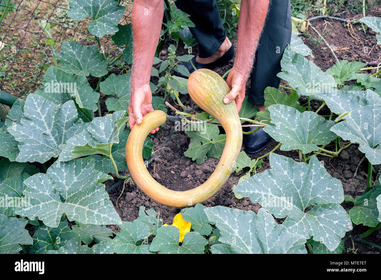 Farmer picking fresh organic zucchini in the vegetable garden Stock ...