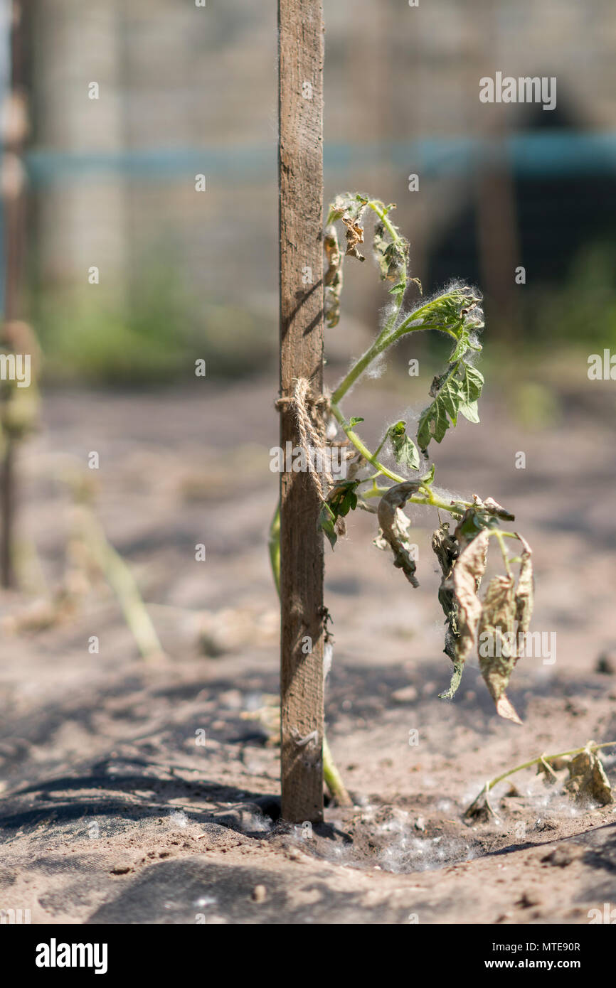 The dried bush of a tomato. The plant withered from lack of water ...