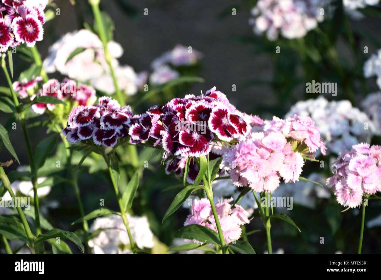 Flower orkid hi-res stock photography and images - Alamy