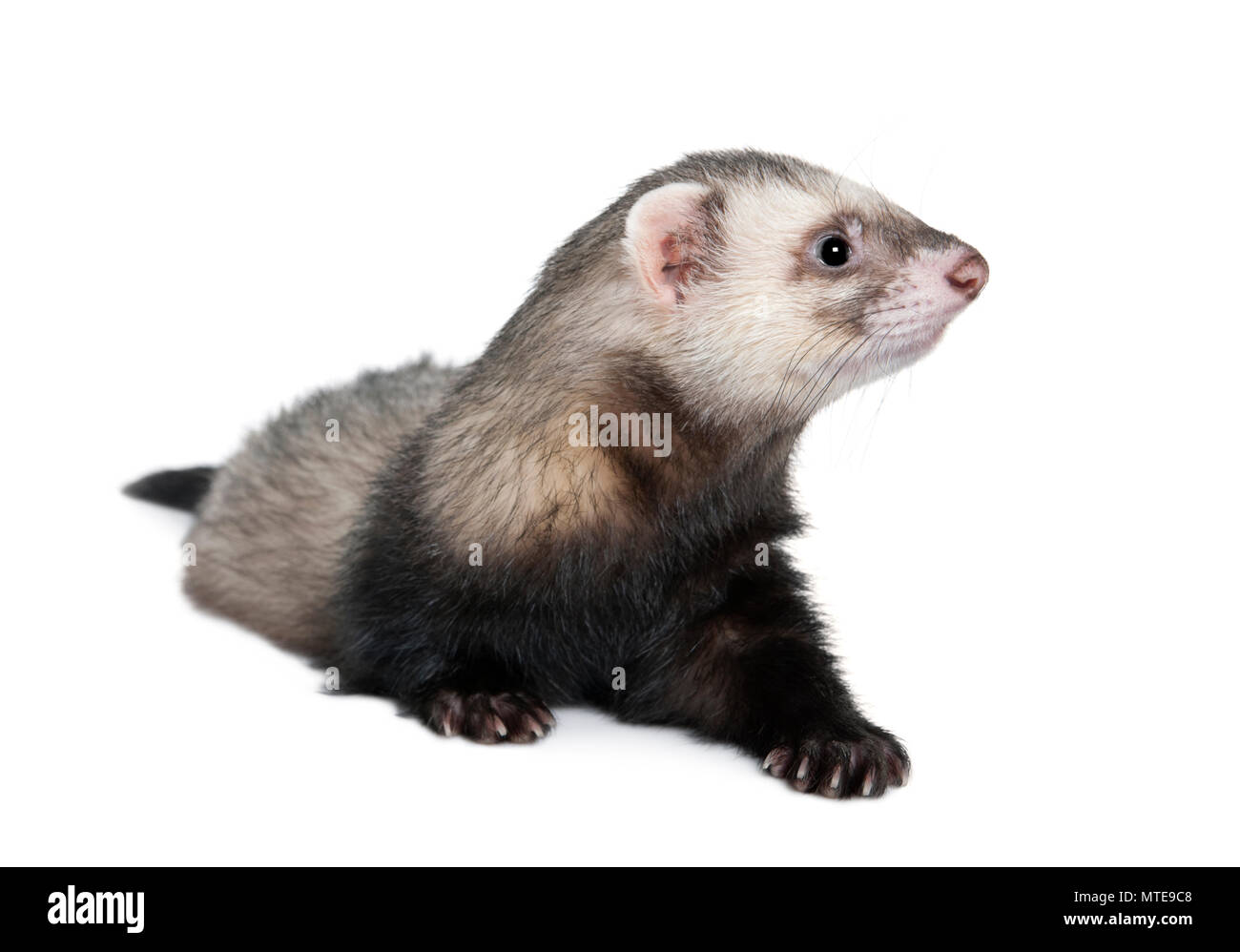 Side view of ferret sitting in front of white background, studio shot ...