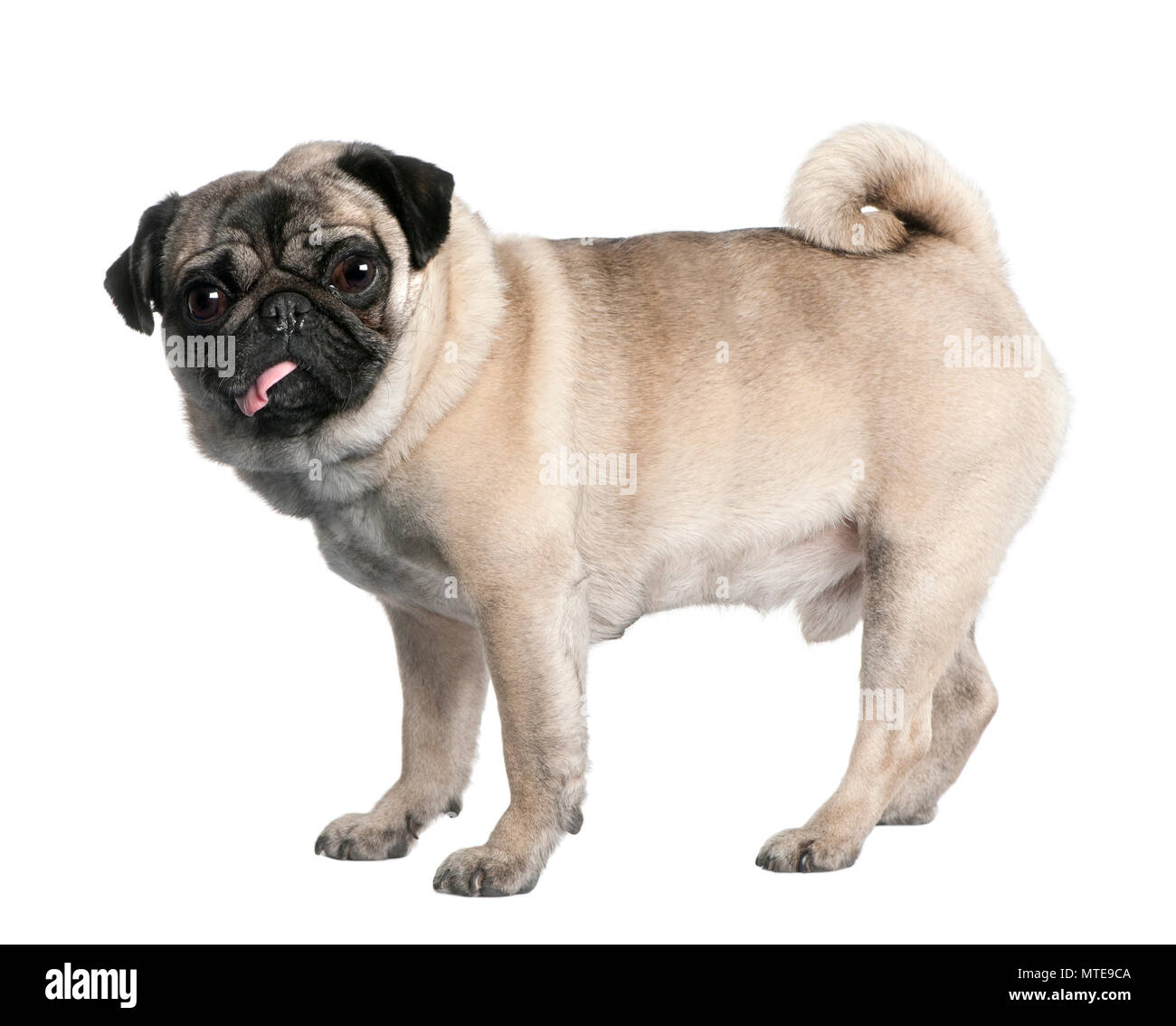 Pug (4 years) in front of a white background Stock Photo - Alamy