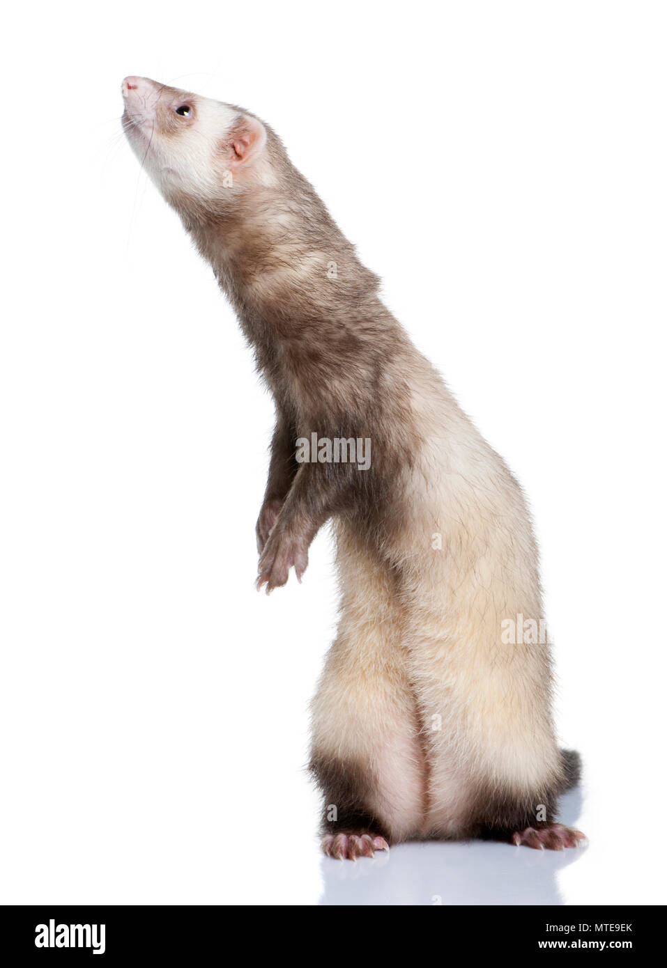 ferret - Mustela putorius furo (1 year old) in front of a white ...