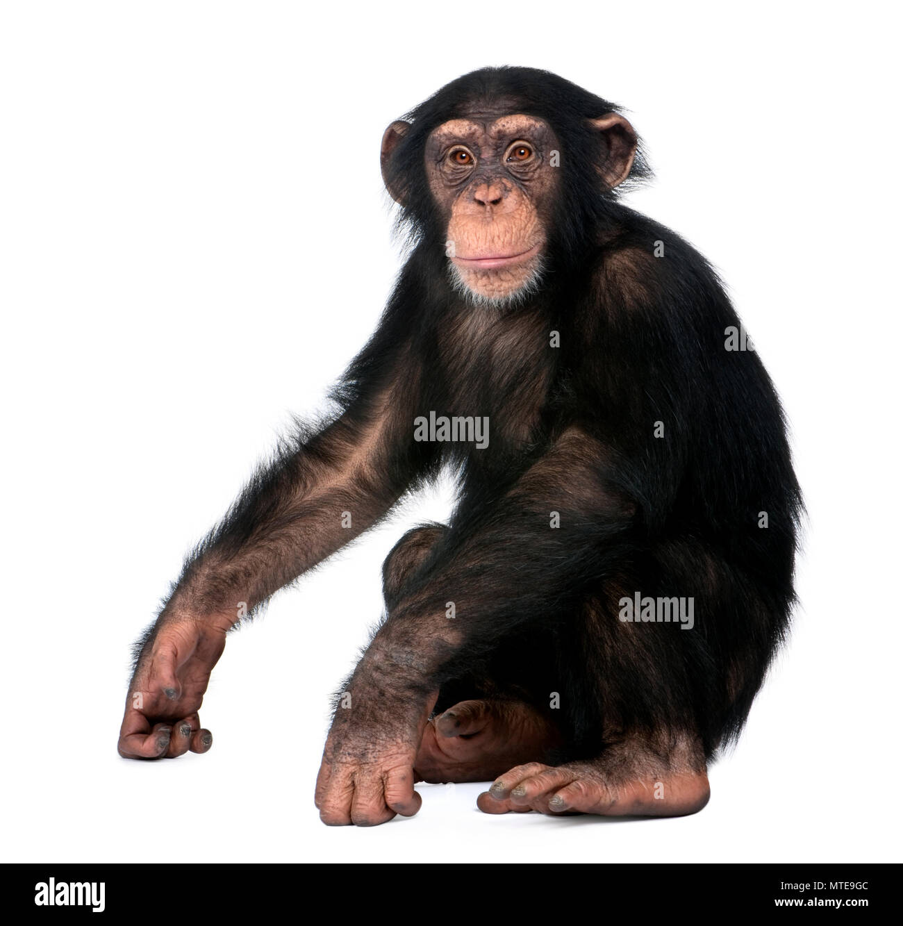 Young Chimpanzee, Simia troglodytes, 5 years old, sitting in front of ...