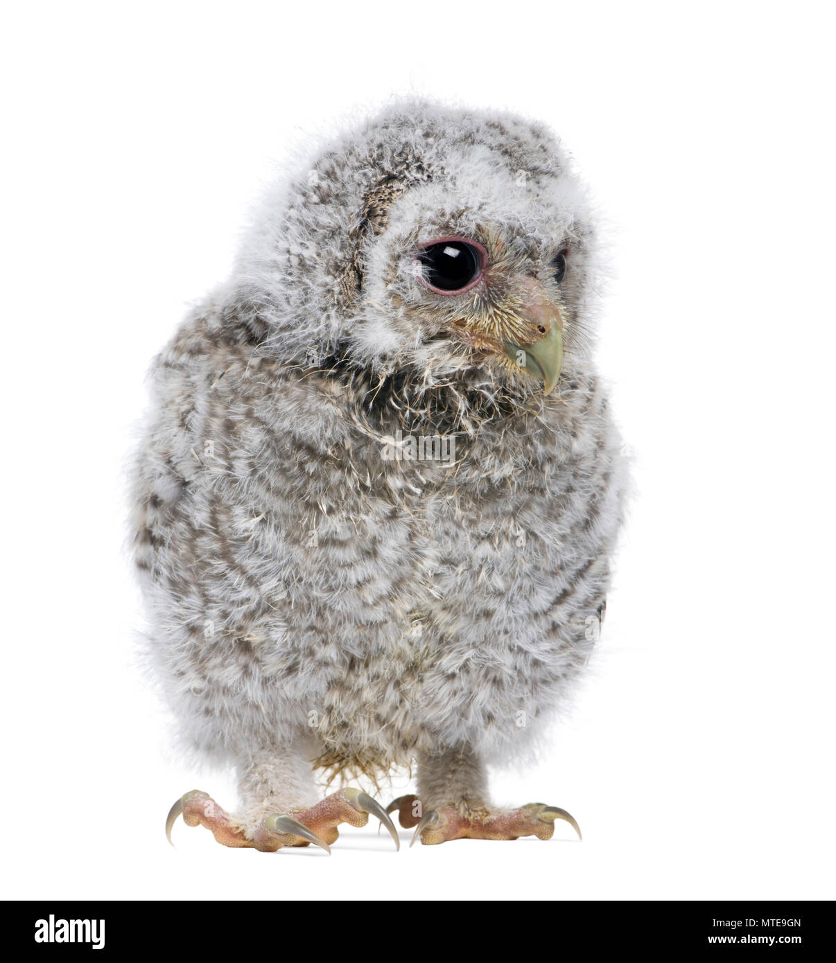 Baby owl Cut Out Stock Images & Pictures - Alamy
