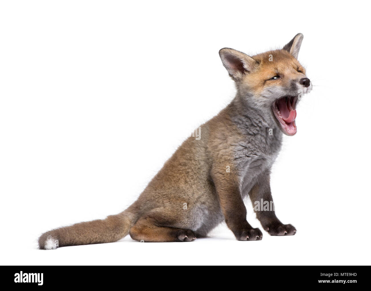 Red fox cub yawning, Vulpes vulpes, 6 weeks old, standing in front of ...